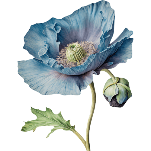 Sticker Fleur Coquelicot Aquarelle | MPA Déco